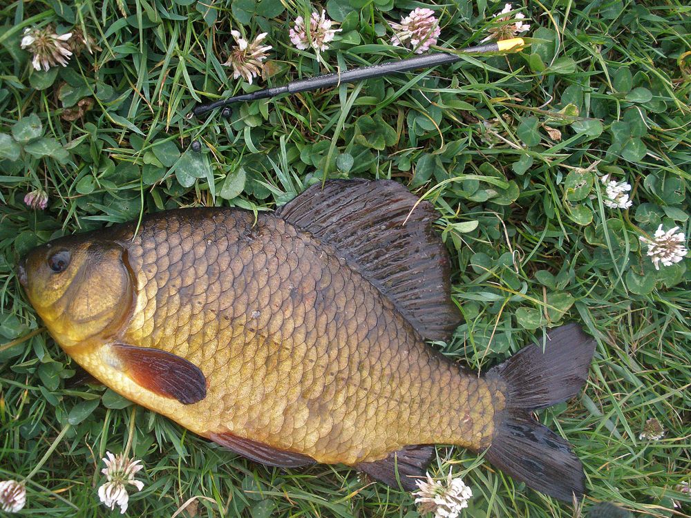 Idler's Quest: Confounded Fish! - Crucian Carp, Carp, Brown Goldfish ...