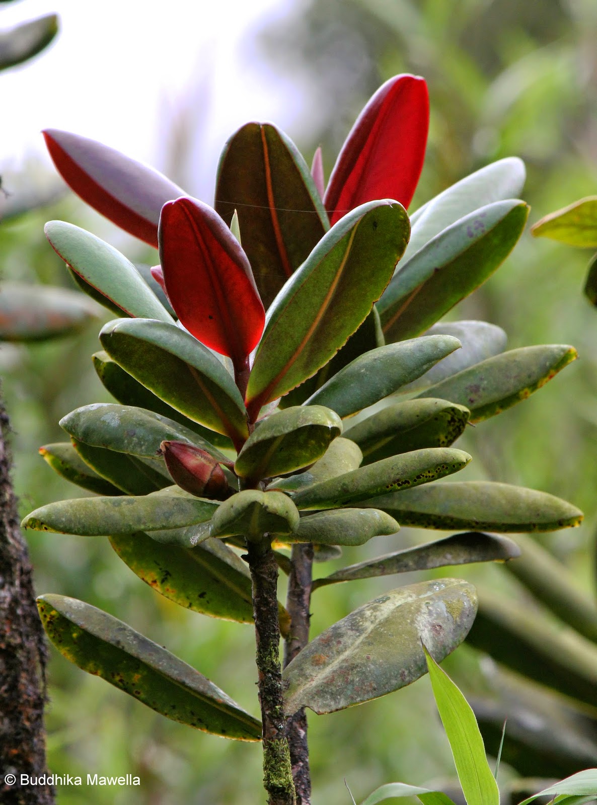 Lanka Nature Summary: Gordonia speciosa