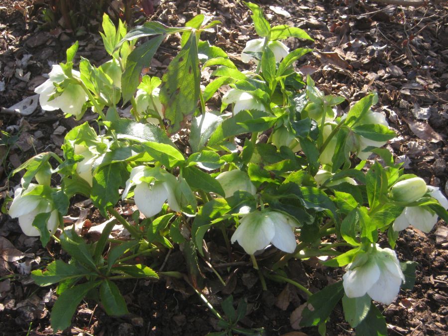 Future Plants by Randy Stewart: Helleborus