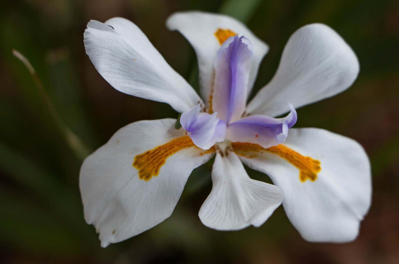 A Breath of Nature: First African Iris Blooms