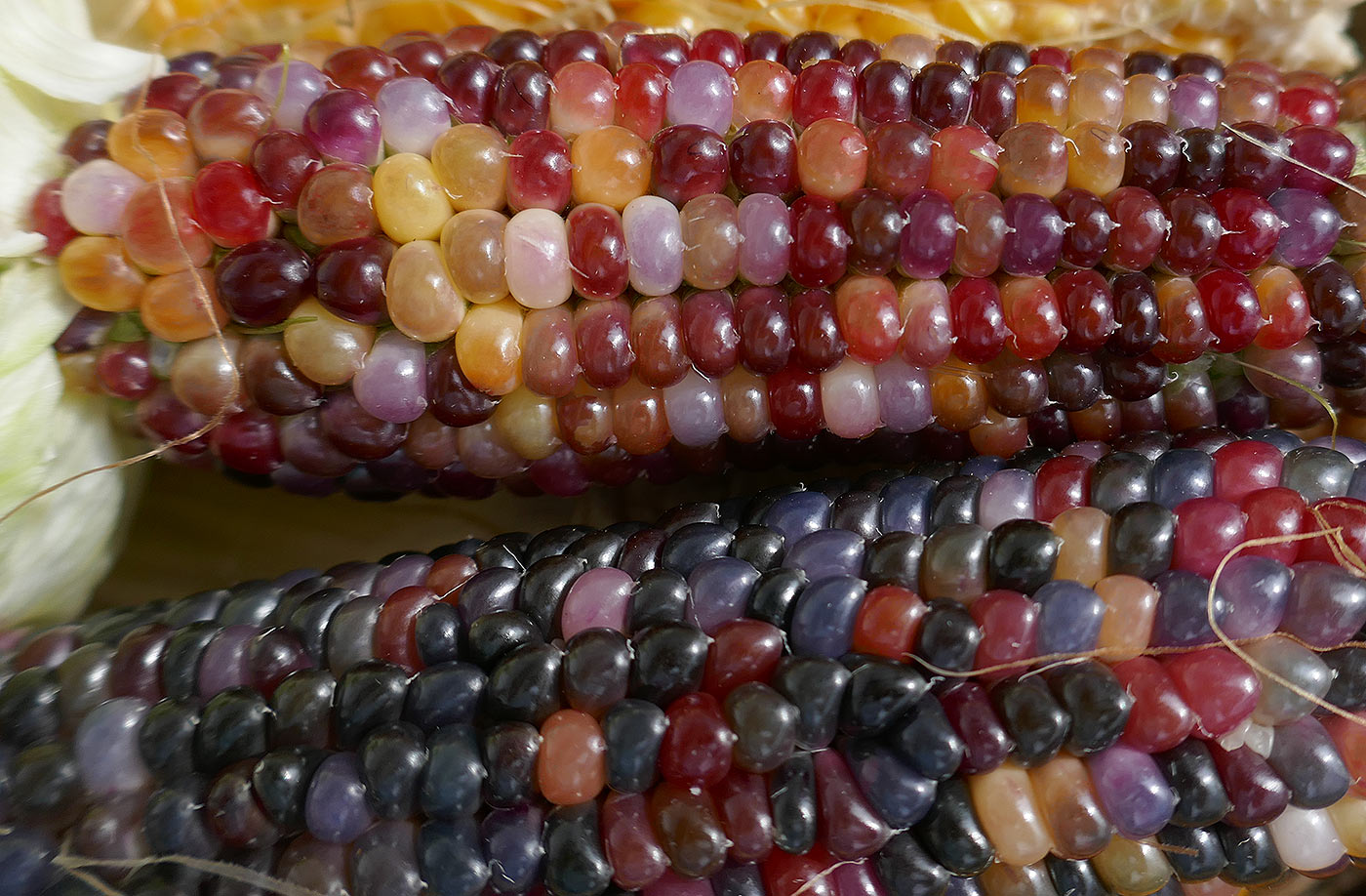 Gartenzone: Im Farbenrausch des Popcornmais