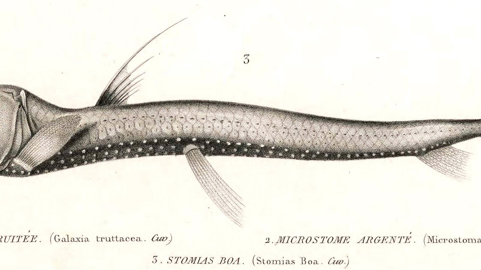 Fish scale - Scaly Fish - Fish Choices