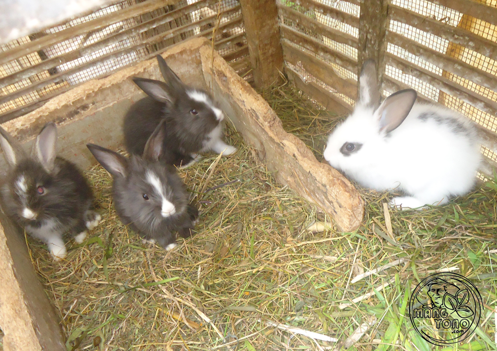 Cara Menyapih Dan Memisahkan Anak Kelinci Dari Induknya
