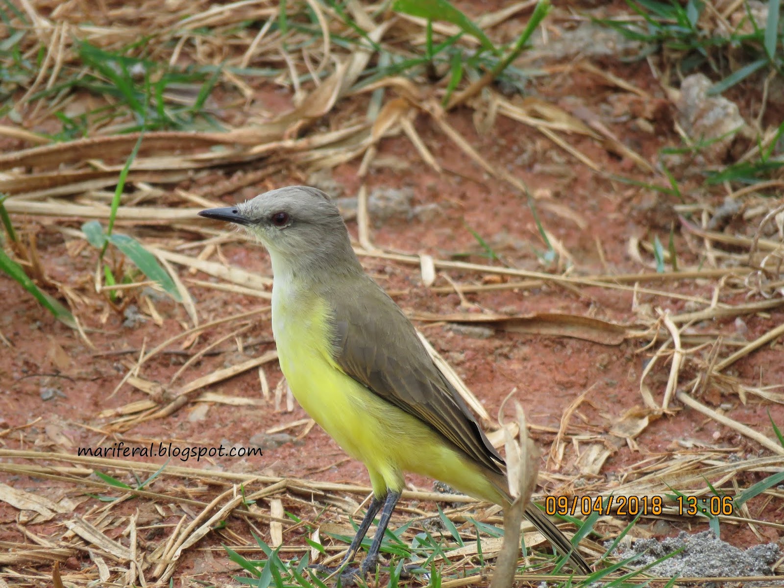 O que vejo da minha janela: Siriri, Bem-te-vi do gado (Machetornis rixosa)