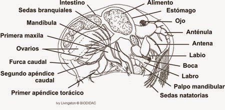 CRIATURAS Y HUMANOIDES: LOS CURIOSOS OSTRÁCODOS LUMINISCENTES