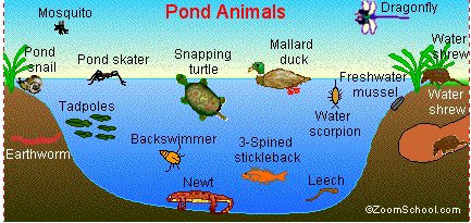 Science Class 6EP: Fresh Water Ecosystem