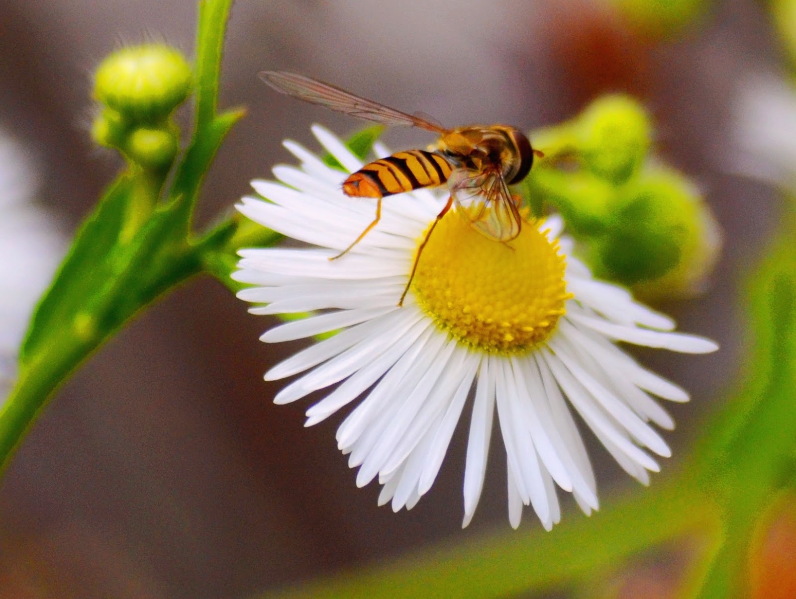 ps-pictureshop: Insekten, insects, insekte, insektet, intsektuak, Насекоми,