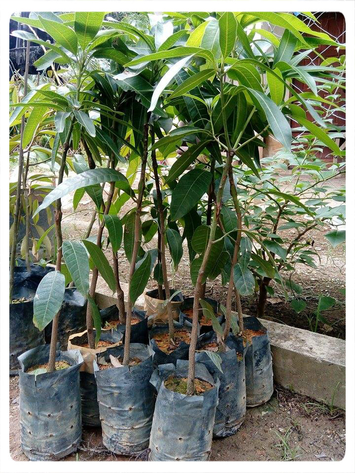 Cita Tani Nursery (NS015495-D): Benih Mangga Epal