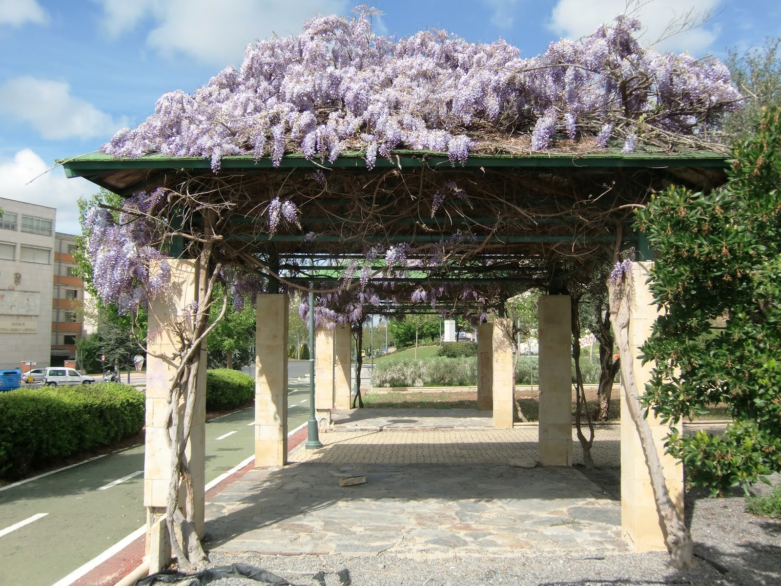 Plantas de Huerta Otea, Salamanca: Glicinia japonesa (Wisteria floribunda)