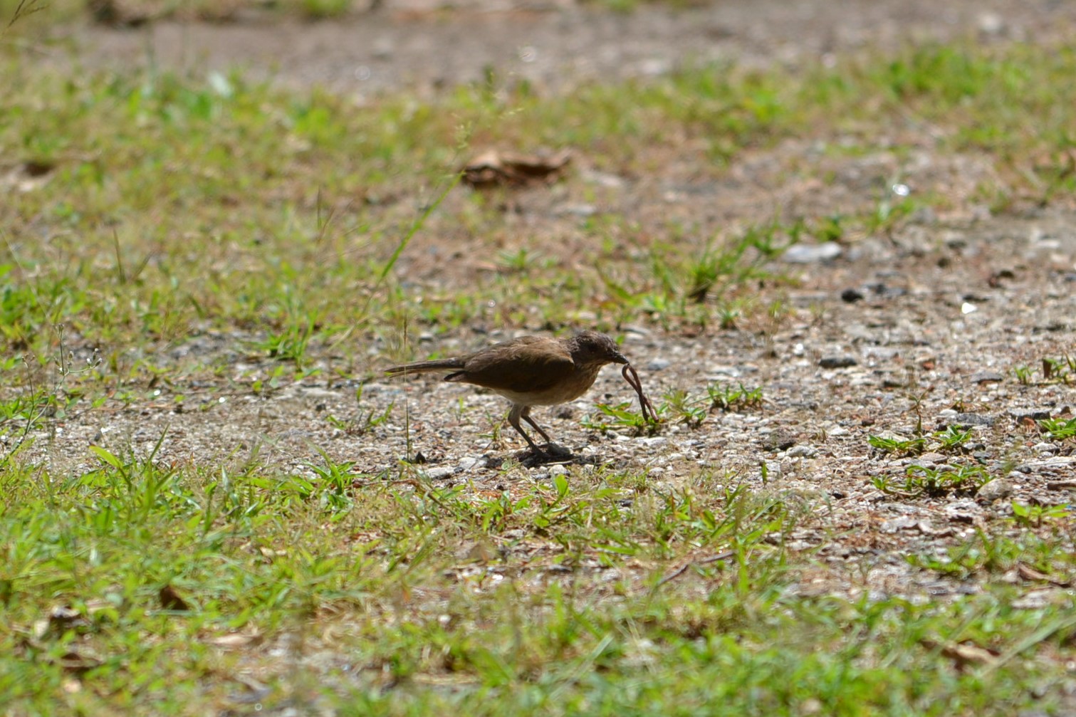 A LA DECOUVERTE DU PARADIS VERT: LE MERLE LEUCOMELE