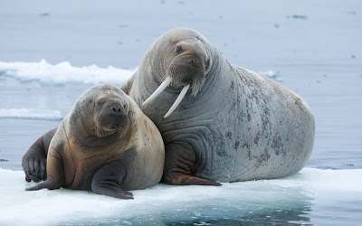Walrus | The Most Fascinating Animal In The World | The Wildlife