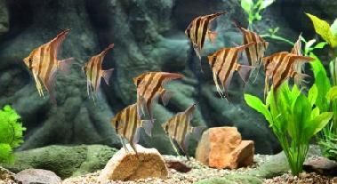 Mengenal Angelfish - si ikan malaikat ~ Aquascape Batang