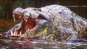 7 Buaya Paling Besar Di Dunia - 7 Blog