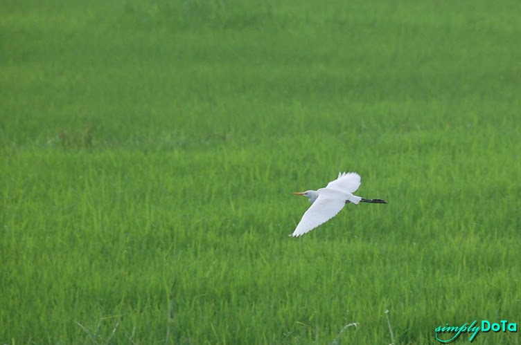 Walang Basagan Ng Trip: Tagak