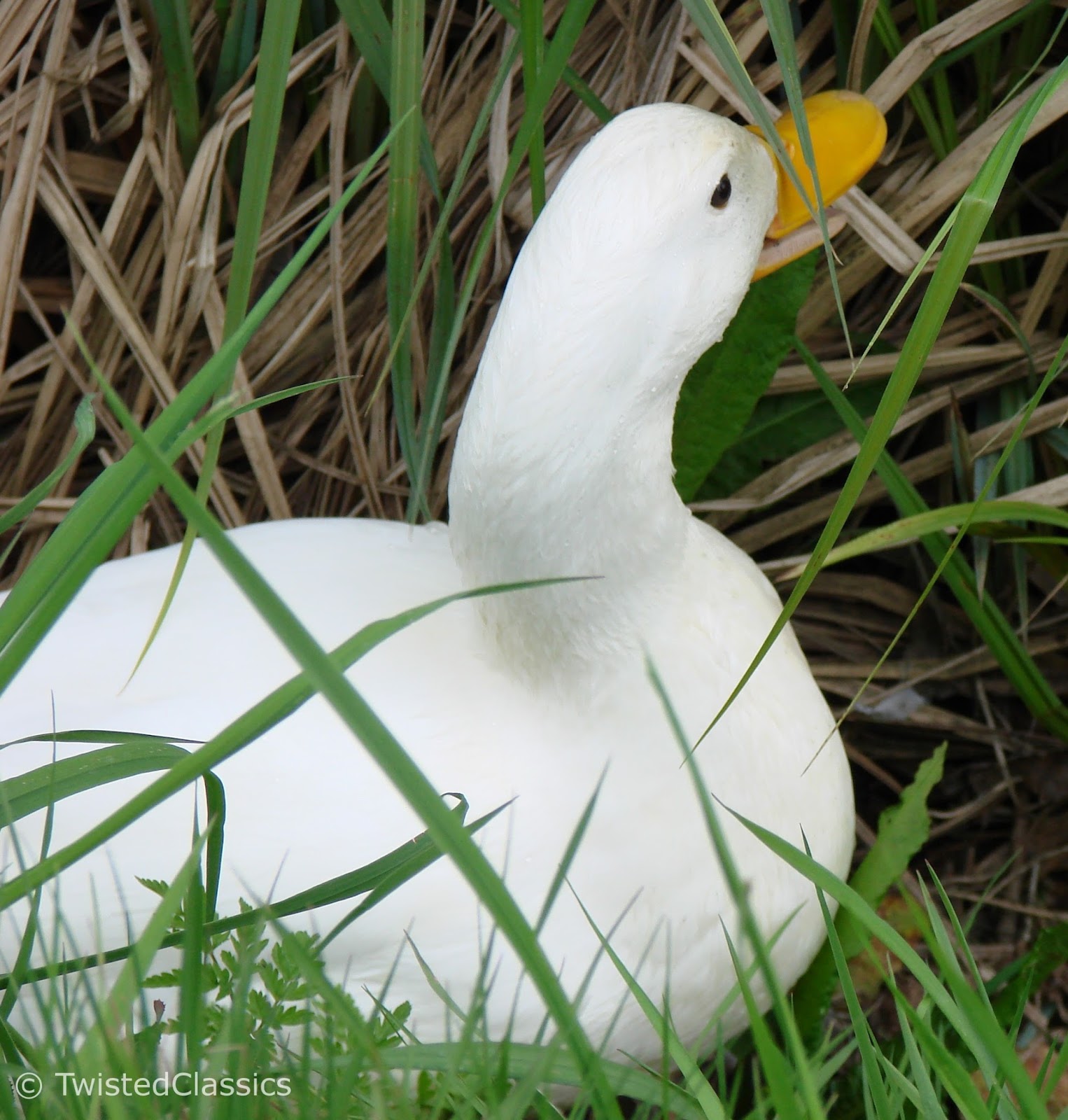 Birds and wildlife: 2 beautiful quacking white ducks