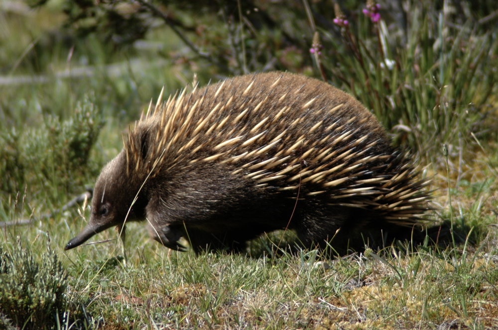 Dangerous of Wild Animals: Echidna