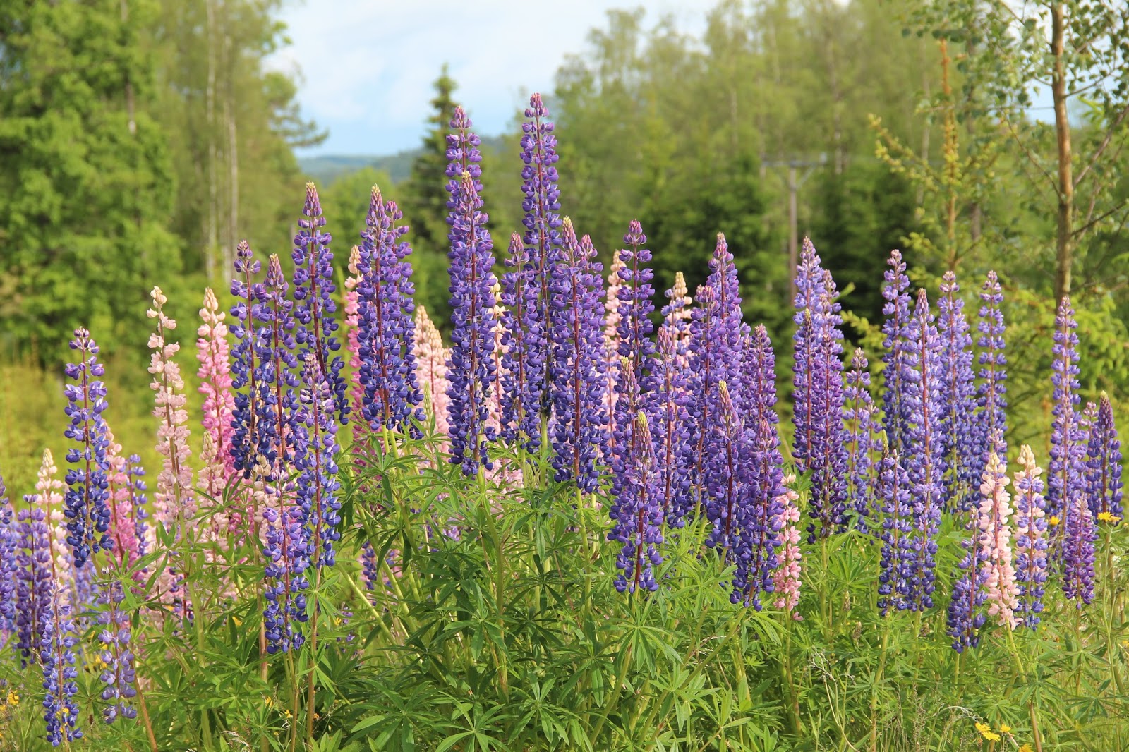 Halldin i Kenya: Fler sommarbilder!
