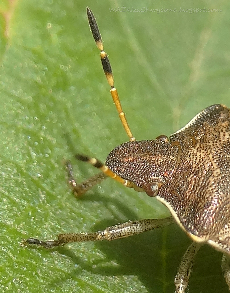 WAŻKI zaChwycone : Długie czułki i małe oczy owadów