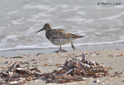 Leeuwin Current Birding: ID Feature: Knots