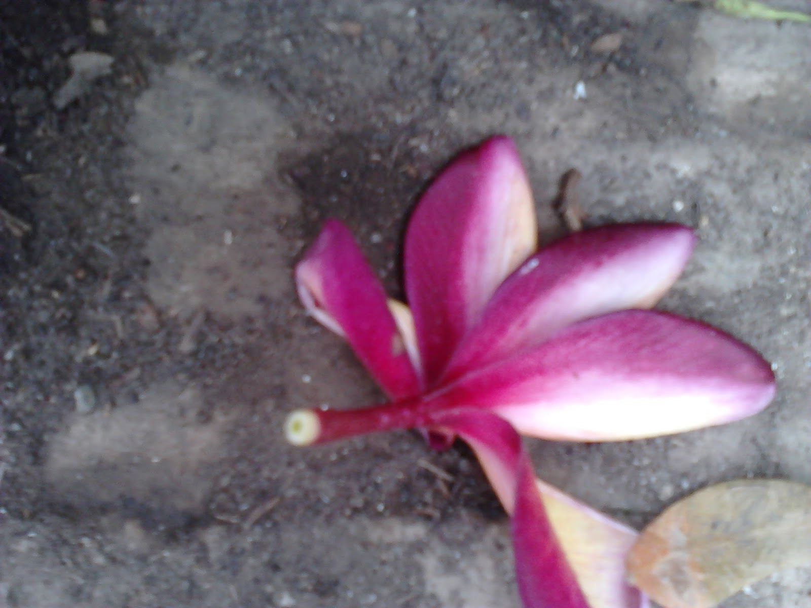 Garden Care Simplified: Red Champa Frangipani Flowering Plant Care and ...