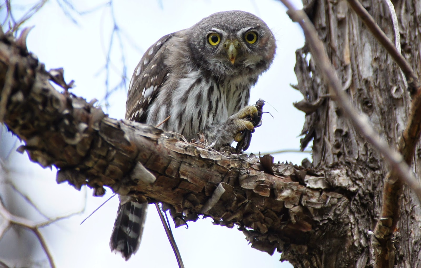 Tommy D's Birding Expeditions: Owling Arizona: 15 Ways to Become Better ...