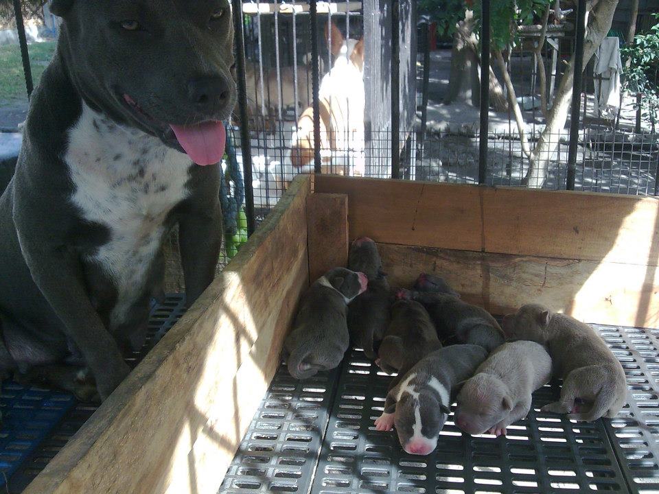 Mindanao Pet Masters: Sir Chester and his Pitbull Mating