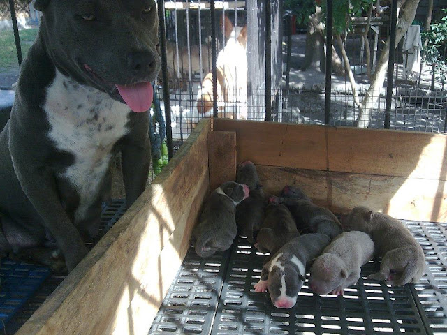 Mindanao Pet Masters: Sir Chester and his Pitbull Mating