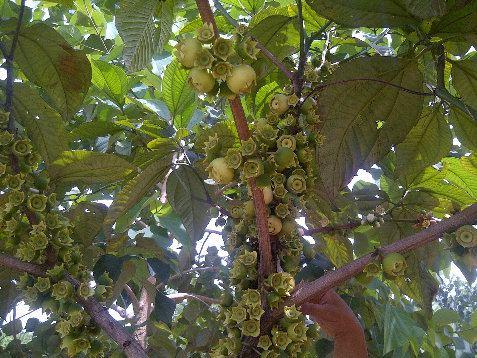 DK's Diary: Makanan untuk bertahan Hidup di Gunung