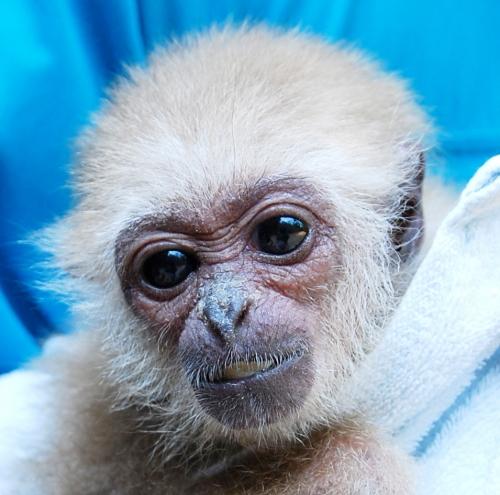Animals World: white monkey