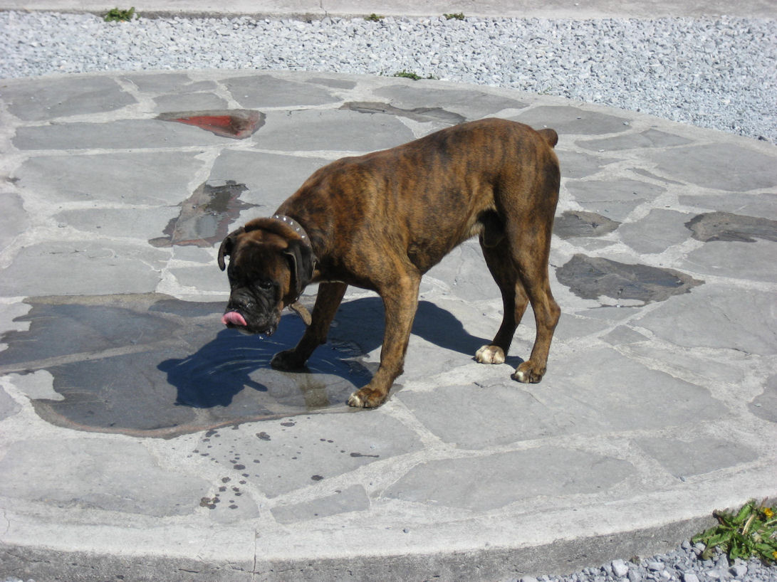 Springtime in Ireland: Aran Islands/Inis Mor