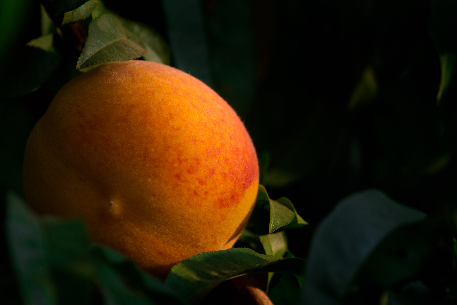 Anthony Dunn Photography: Amazing Peaches