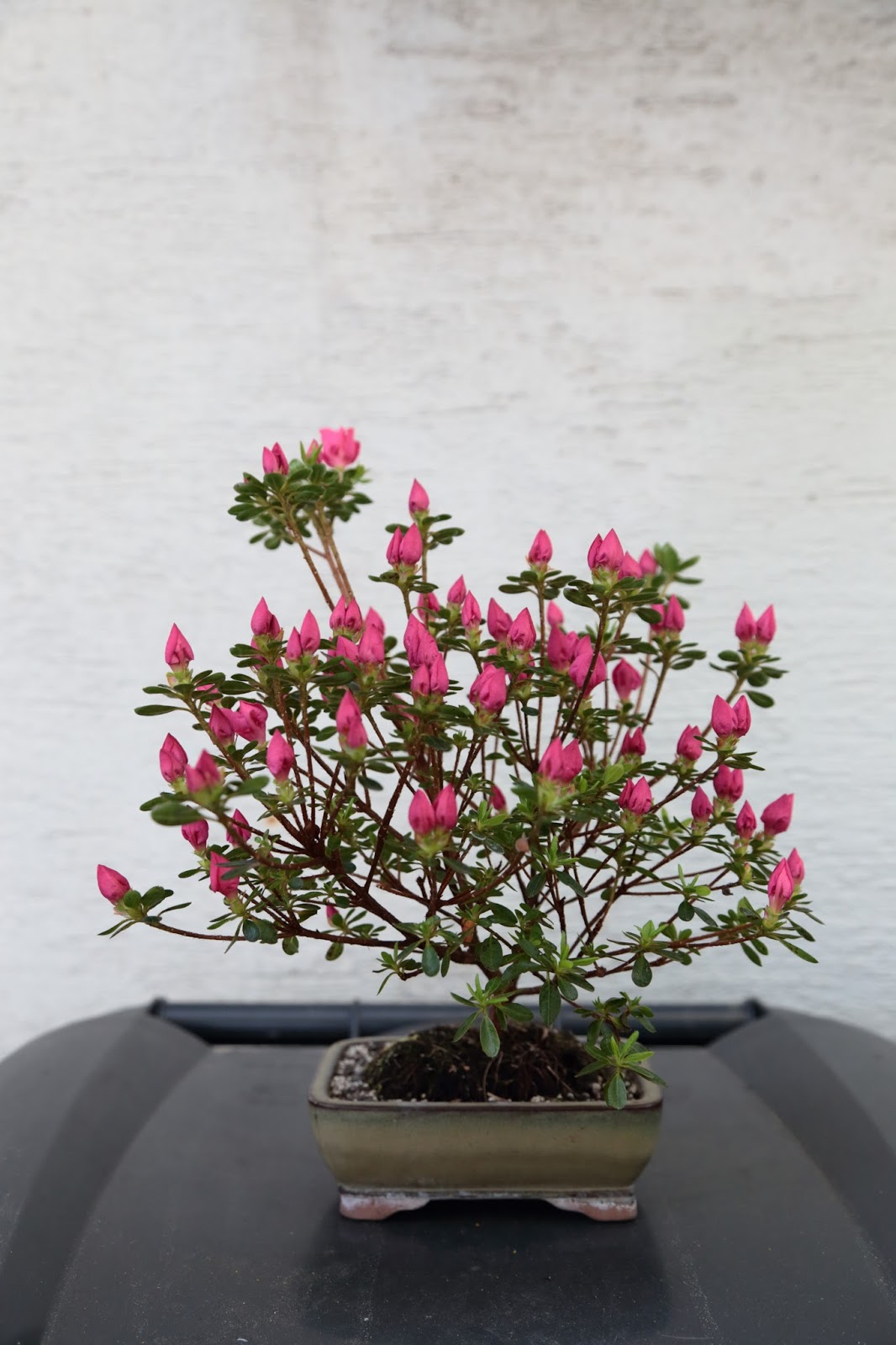 my gardening archive: anouk azalea