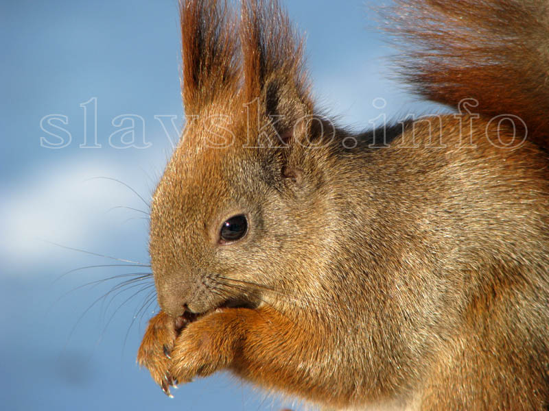 Тваринний світ України
