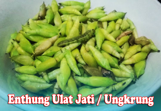 Enthung / Ungkrung Jati, Begini cara mencari dan memasaknya ! ~ omfiki ID