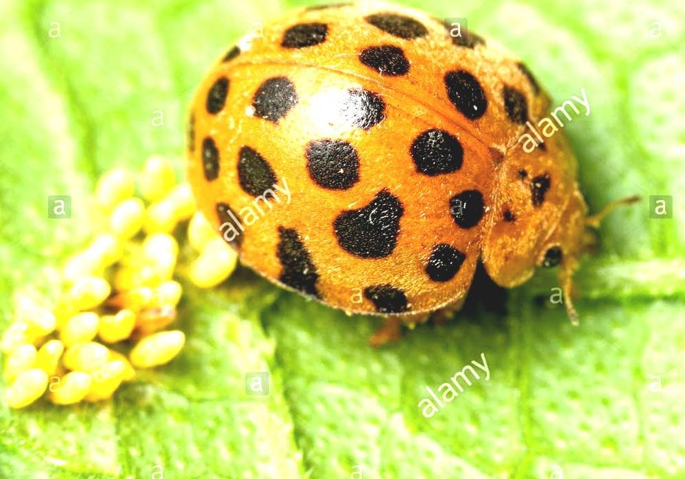 Coccinellidae - Ladybug Diet