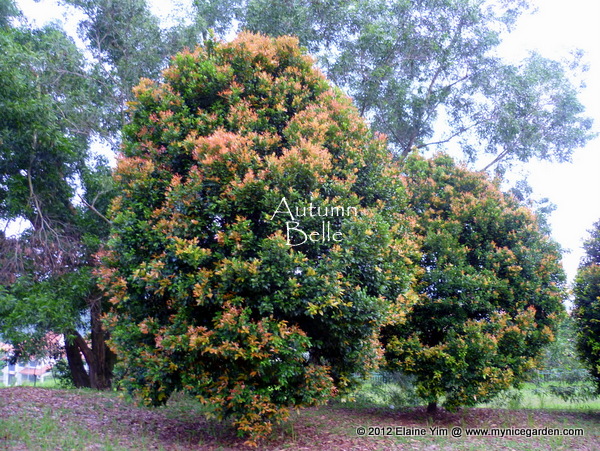 My Nice Garden: Eugenia oleina Tree - Syzygium myrtifolium