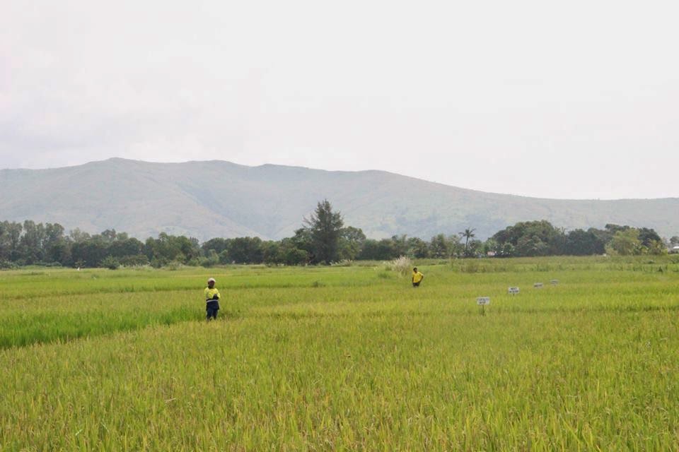 FutureRice: promoting integrated solutions for future farming scenarios ...