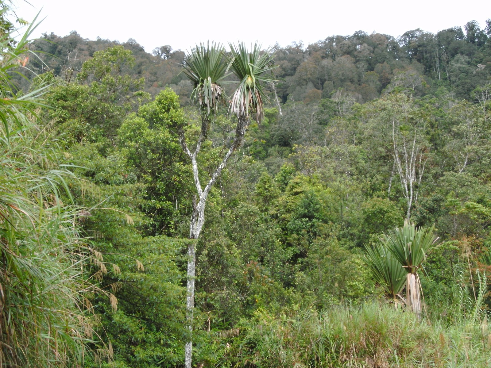 Last Karints in Pictures: Pandanus Nut (Karuka) Season