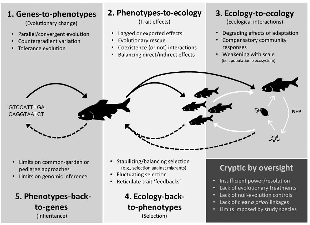Non Examples Of Evolution