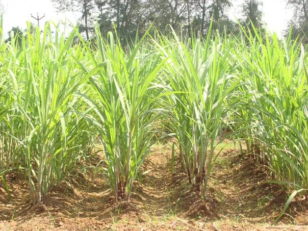 SUGARCANE PRODUCTION