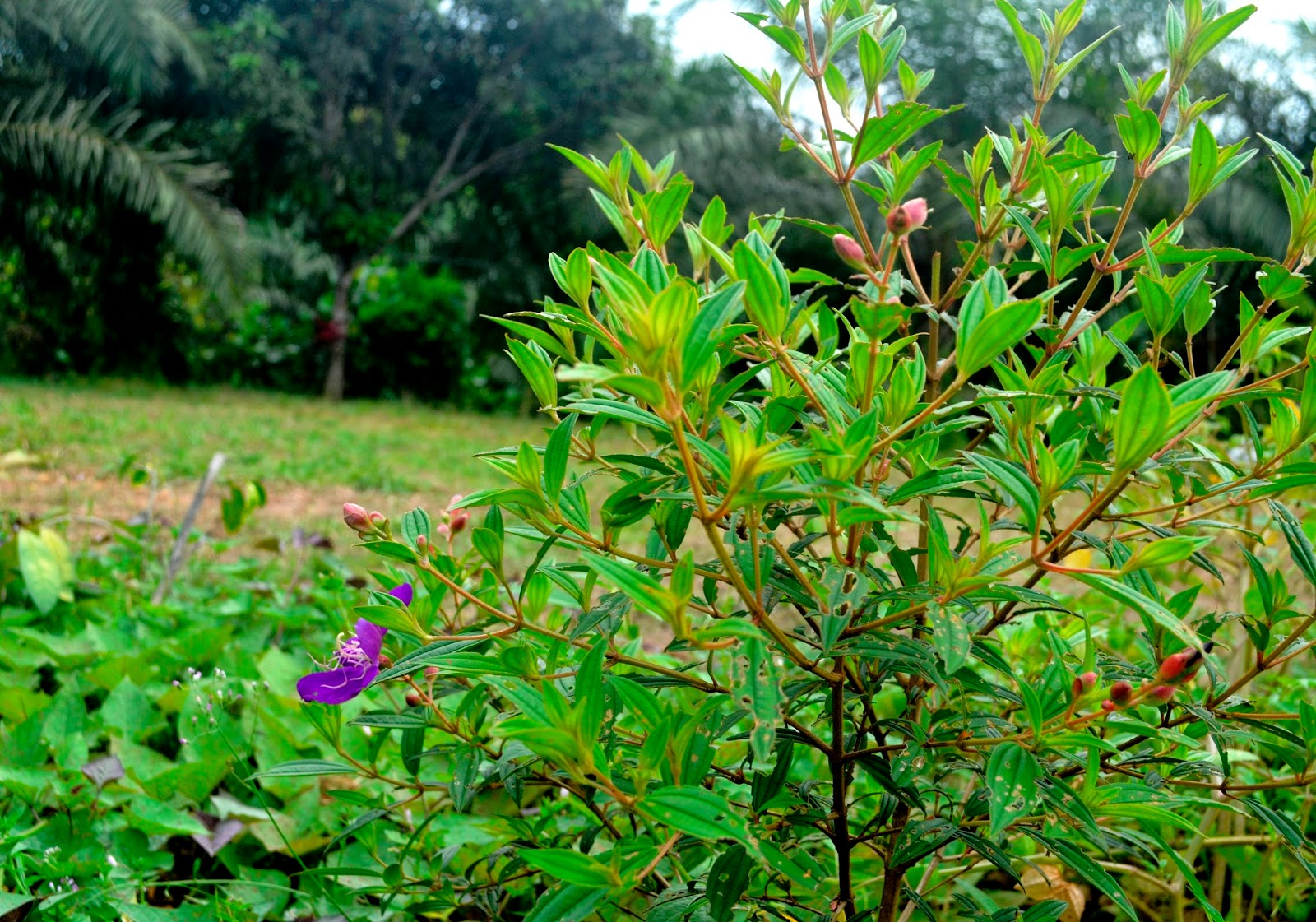The Kambatik Park, Bintulu.: Dwarf Senduduk producing first flower