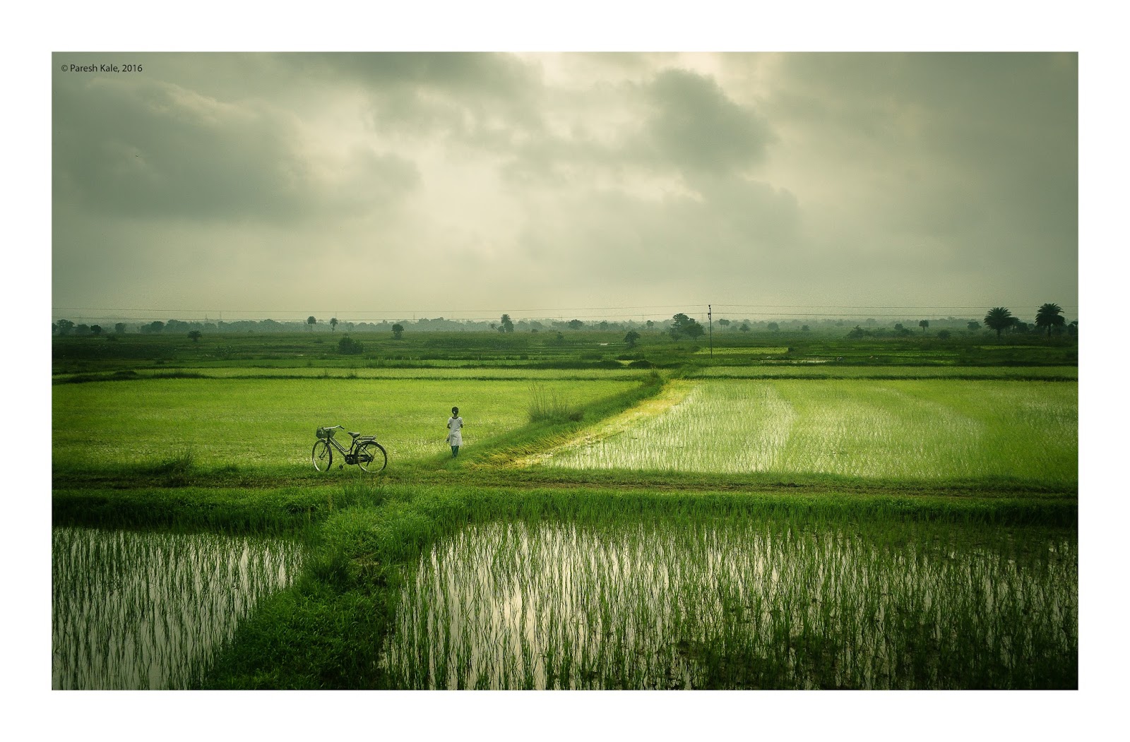 रुबाई - Rubaai: Agriculture and people of Odisha