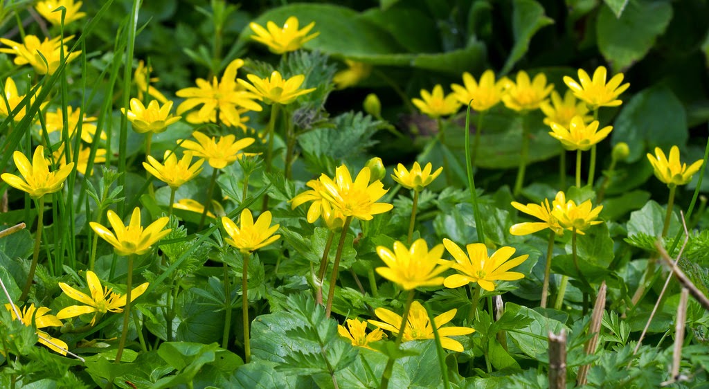 Species of UK: Week 49: Lesser Celandine ('Ranunculus ficaria')
