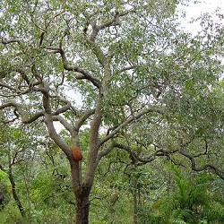 Argentina nativa: Anacahuita (Blepharocalyx salcifolius)