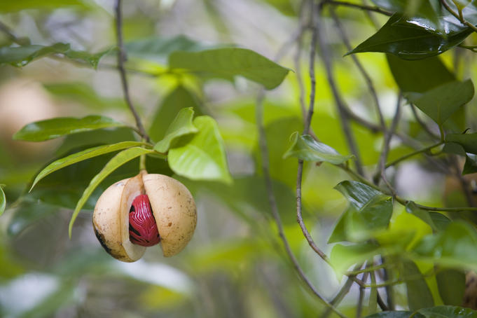 Grenada Display Online - Pictures And Information Of Grenada Online ...