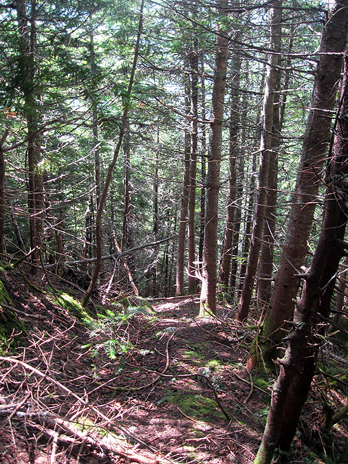 Hiking in the White Mountains: The Abandoned Adams Slide Trail