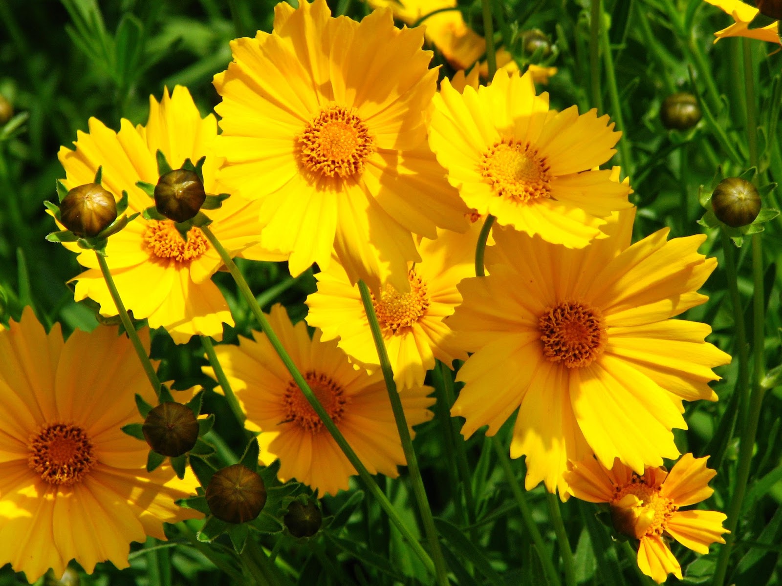 Pokloni mi cvet: Coreopsis grandiflora