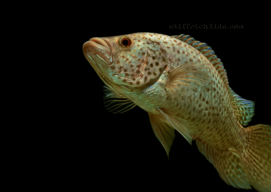 Mania de Aquário: Ciclídeo Jaguar (Parachromis managuensis)