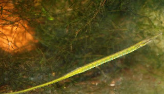 Species African Freshwater Pipefish | Animals In The World