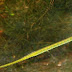 Species African Freshwater Pipefish | Animals In The World